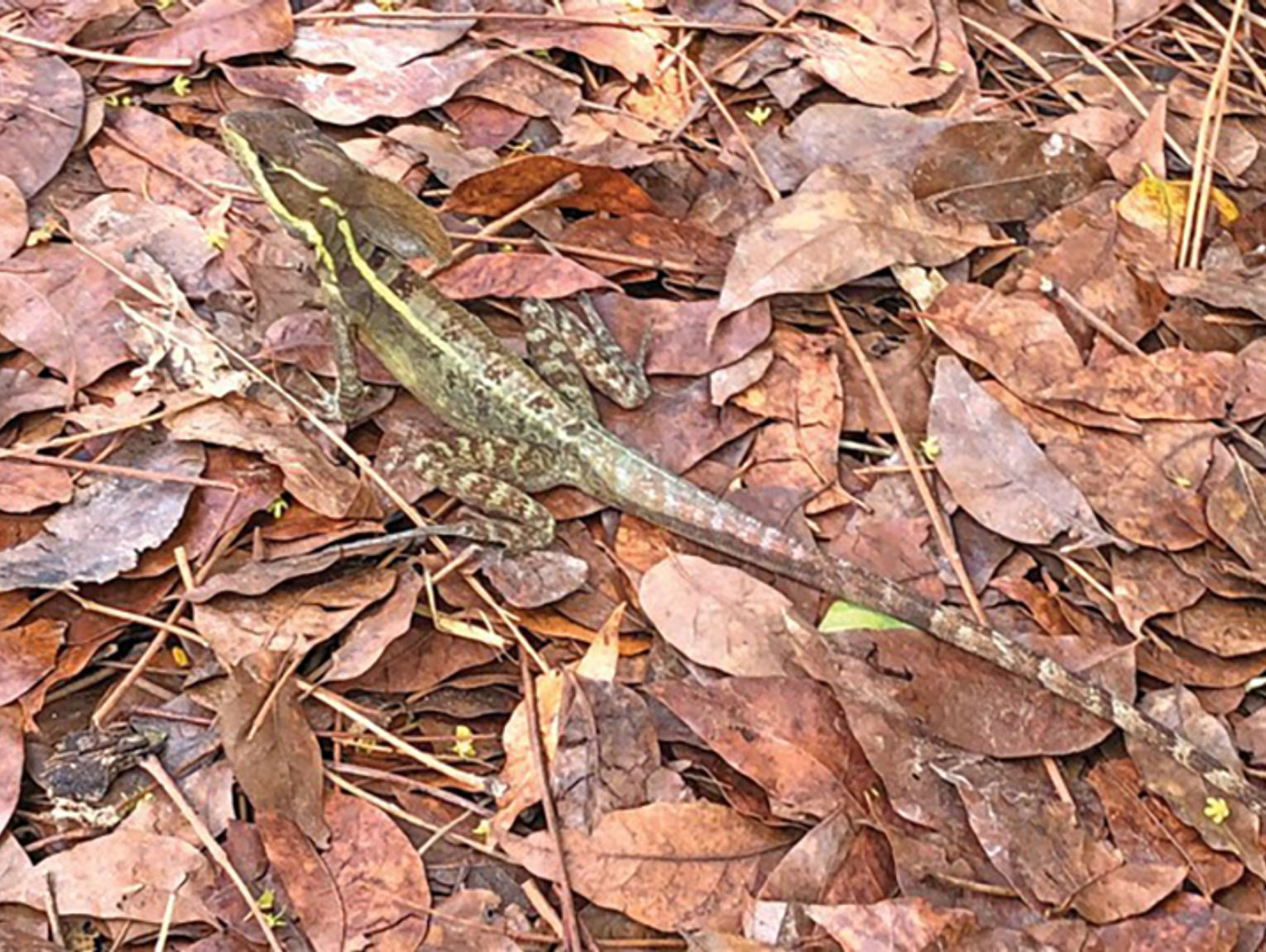 Scientists urge Florida residents to report nonnative lizards