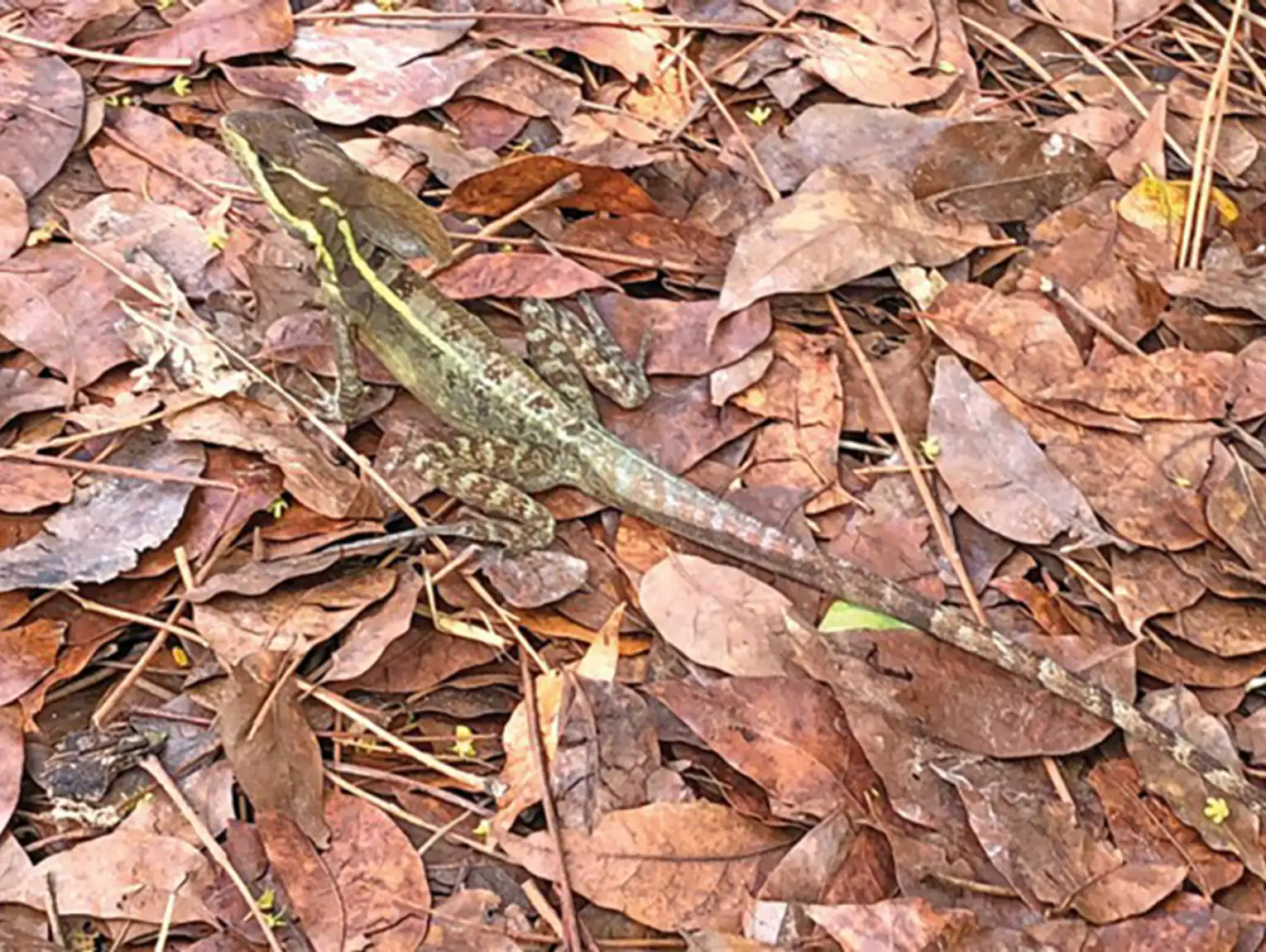 Scientists urge Florida residents to report nonnative lizards